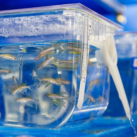 ZEBCARE – webshop of ZEBCARE